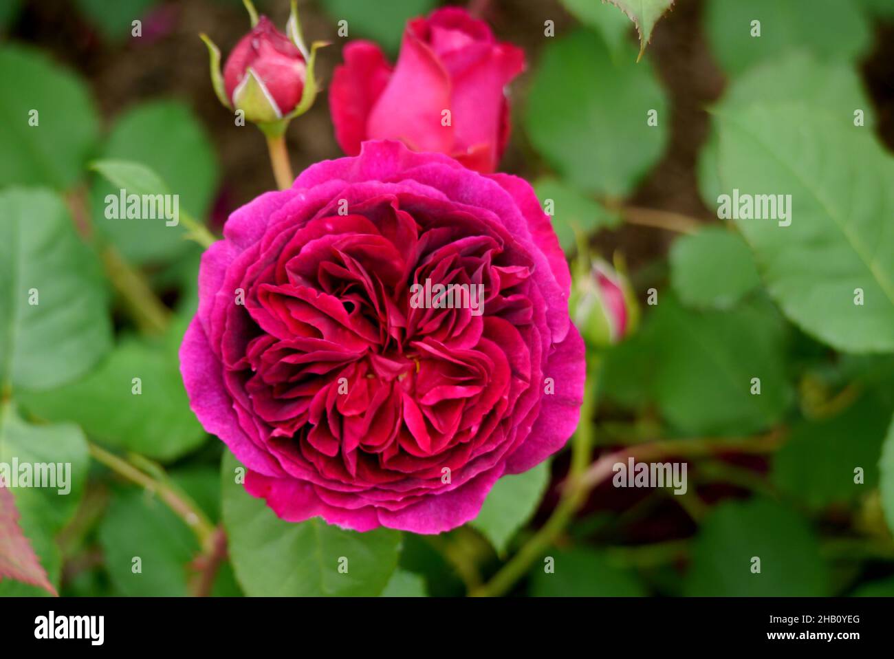 Munstead wood hi-res stock photography and images - Alamy