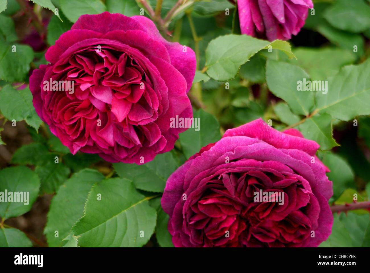 Double Dark Red David Austin Rosa 'Munstead Wood' Rose grown in the ...