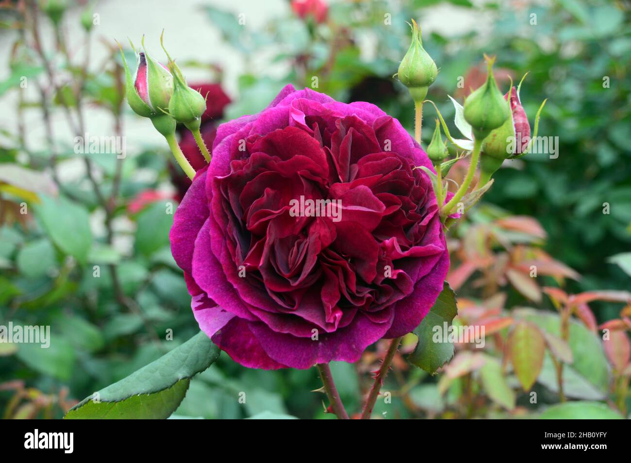 Munstead wood hi-res stock photography and images - Alamy