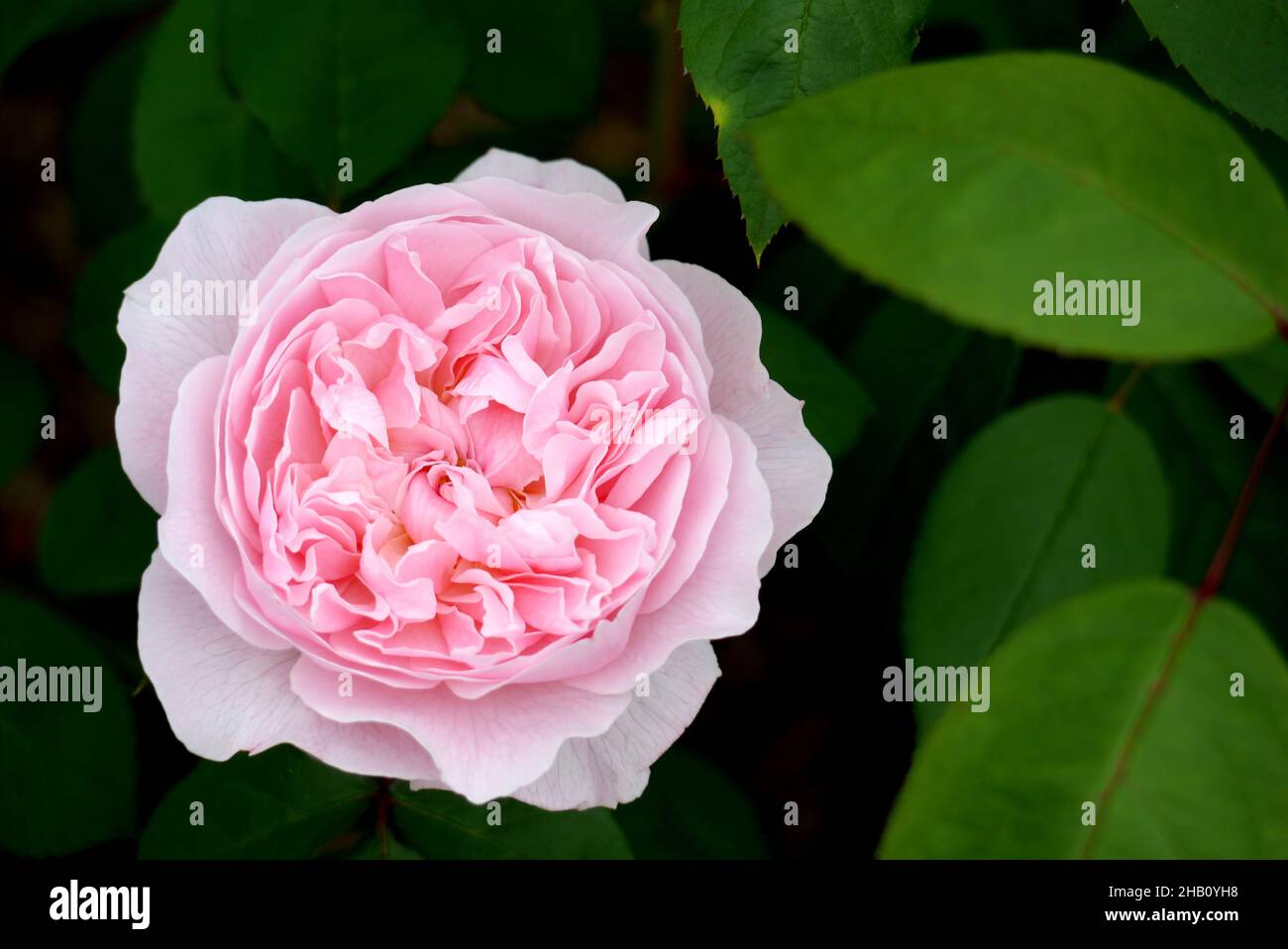 Double Soft Pink David Austin Rosa 'Wisley 2008' Rose grown in the Rose ...