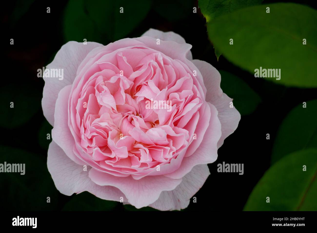 Double Soft Pink David Austin Rosa 'Wisley 2008' Rose grown in the Rose ...