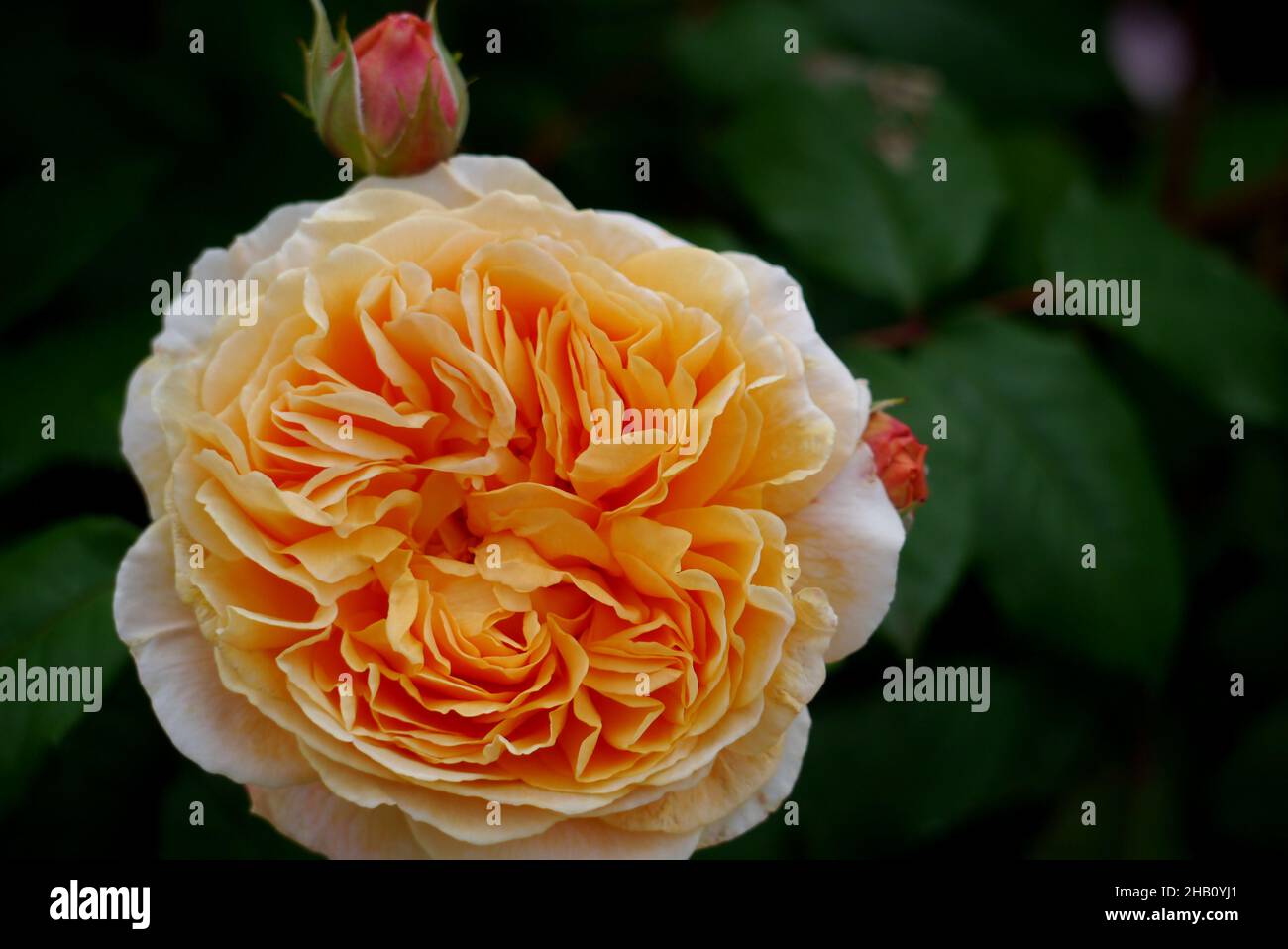 Double Apricot-coloured David Austin Rosa 'Roald Dahl' Rose grown in ...