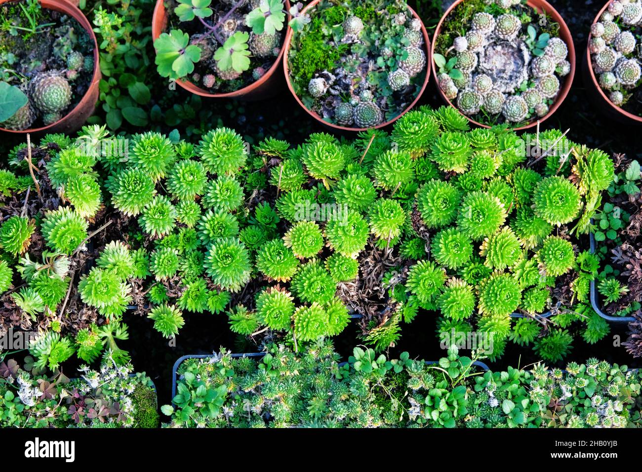 Succulents in pots hi-res stock photography and images - Alamy