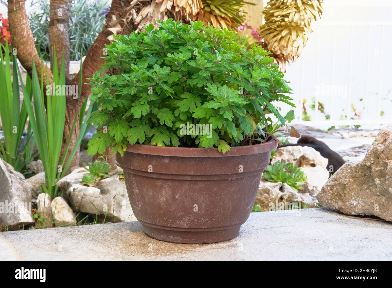 Small courtyard garden pots hi-res stock photography and images - Alamy