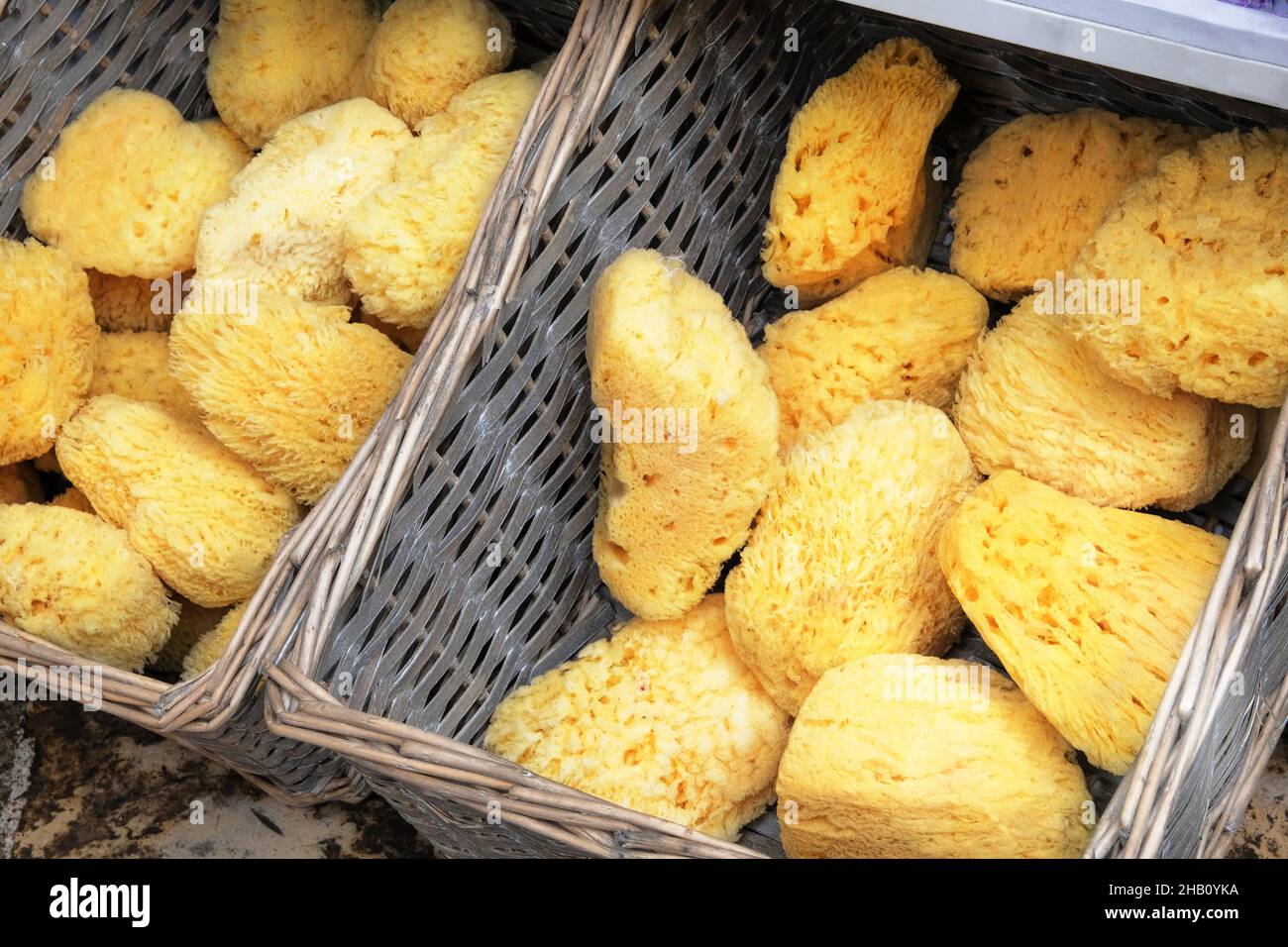 Natural sea sponges for wash in bath and clean body sold in local ...