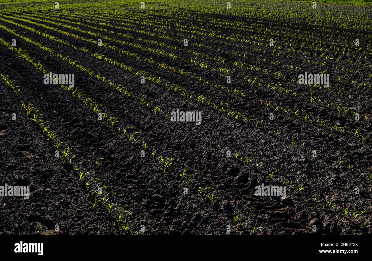 Rows of young corn plants on a moist field in a spring Stock Photo - Alamy