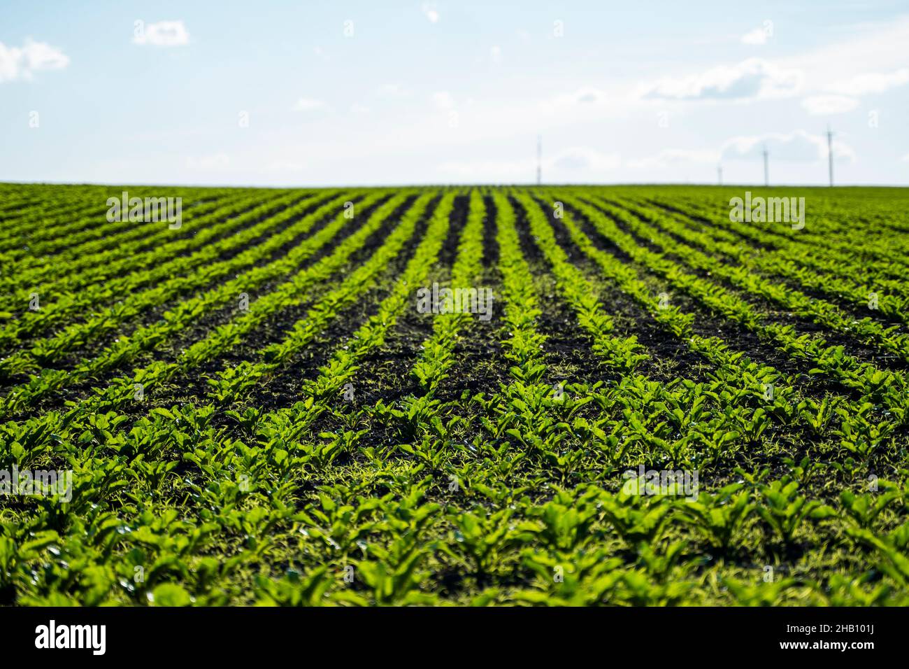 Sugar beet cultivation. Young shoots of sugar beet, illuminated by the ...