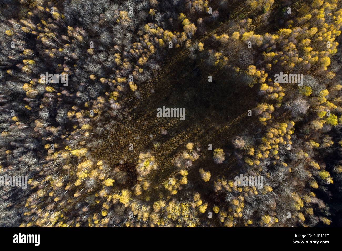Aerial view of a clearing in birch tree forest. Canopy of deciduous ...
