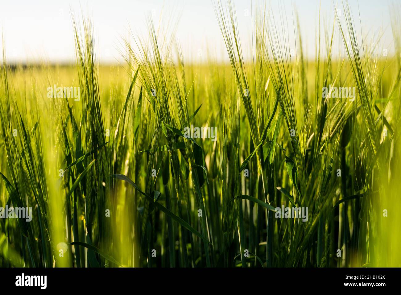 Barleys sprout growing in soil. Close up on sprouting barley in sunset ...