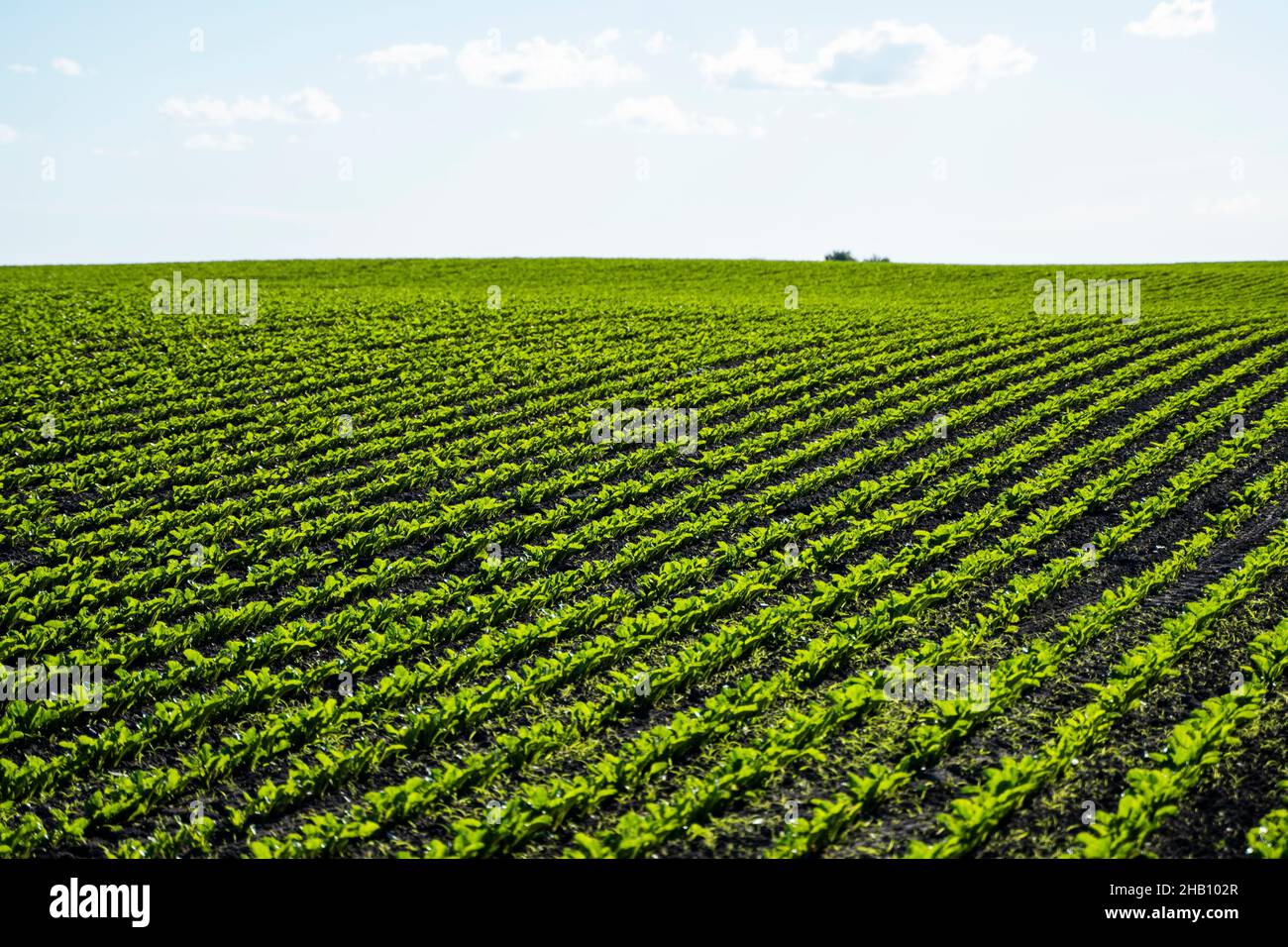 Straight rows of sugar beets growing in a soil in perspective on an ...