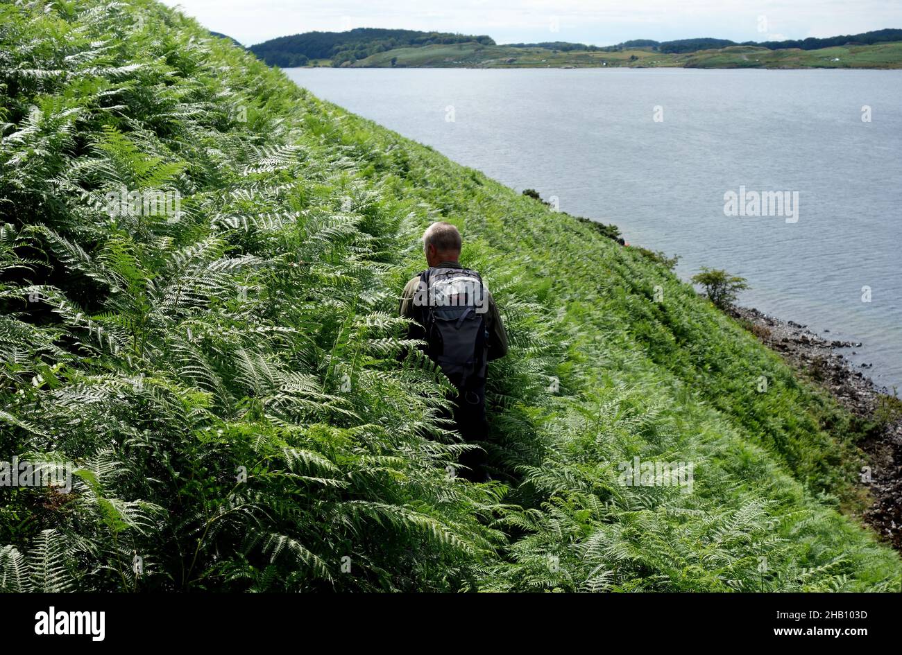 Man Walking in Tall Ferns on Path by Wast Water Lake to the Wainwright ...
