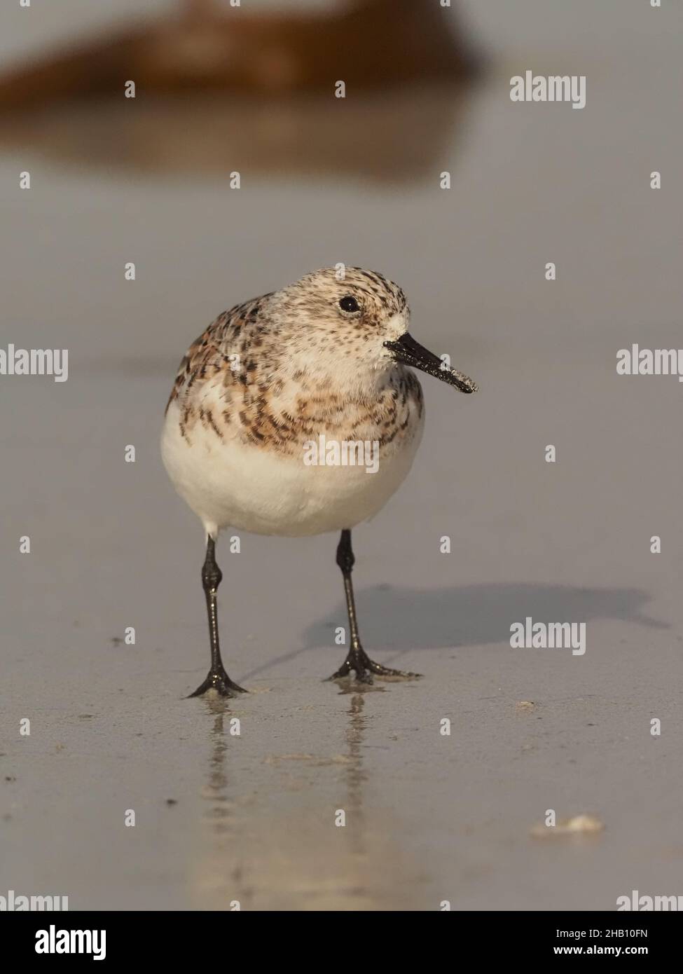 Diet invertebrates insects flies beetles hi-res stock photography and ...