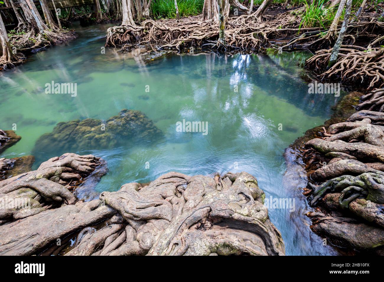 Tropical tree roots or Tha pom mangrove in swamp forest and flow water ...