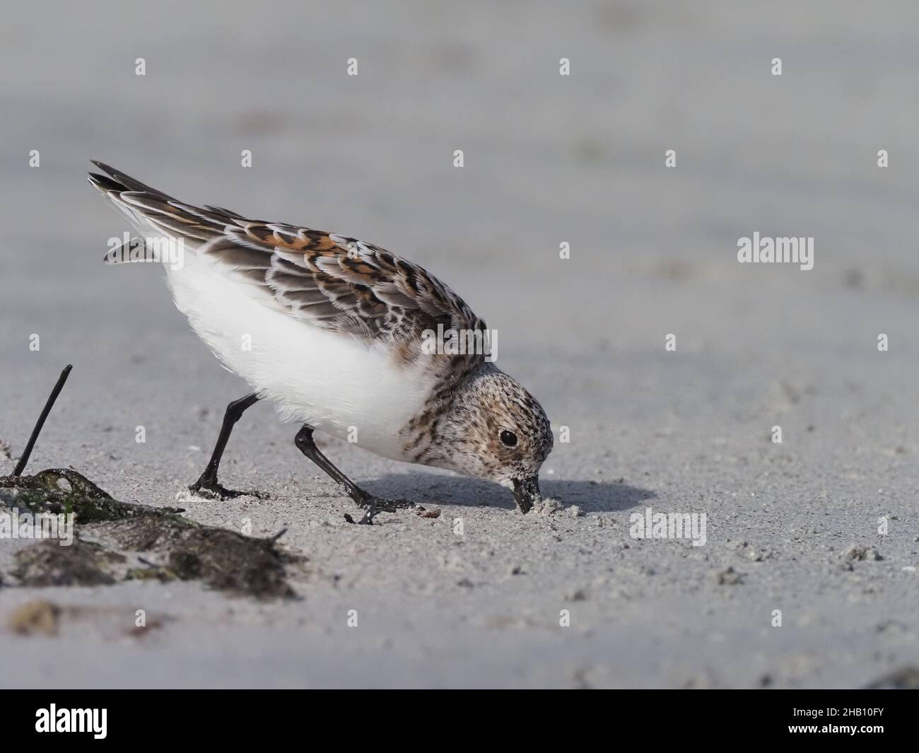 Diet invertebrates insects flies beetles hi-res stock photography and ...