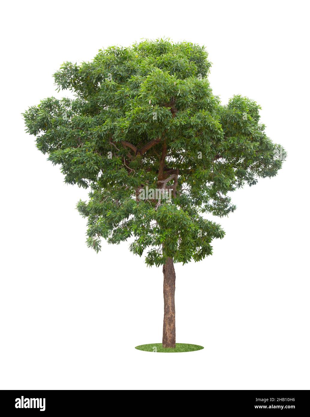 The freshness big green tree isolated on white background Stock Photo ...