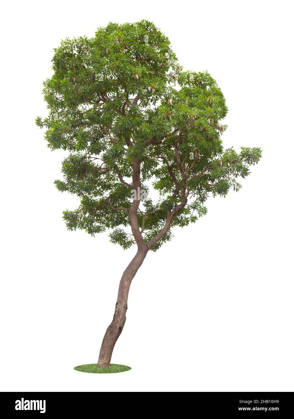 The freshness big green tree isolated on white background Stock Photo ...