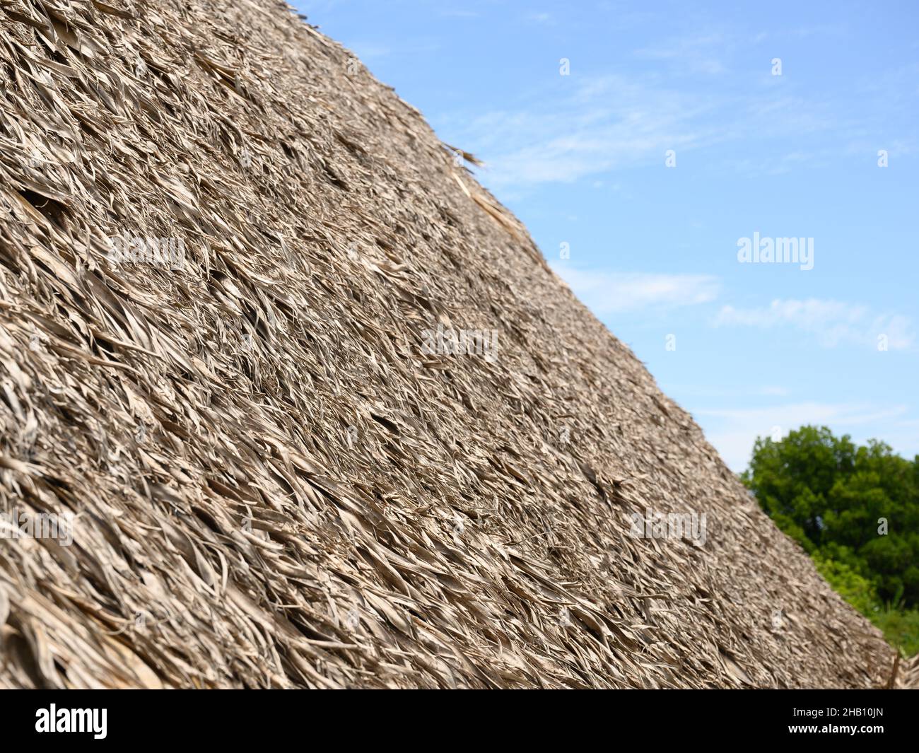 The photo shows a cannes palm roof in the Dominican Republic. The roof ...