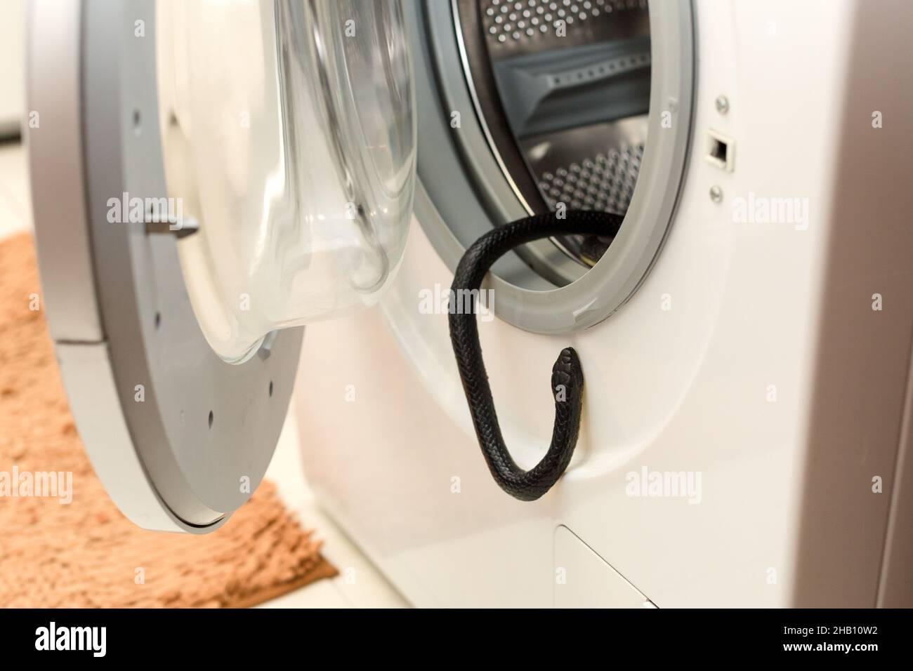 Black poisonous snake in the drum of washing machine in the bathroom ...