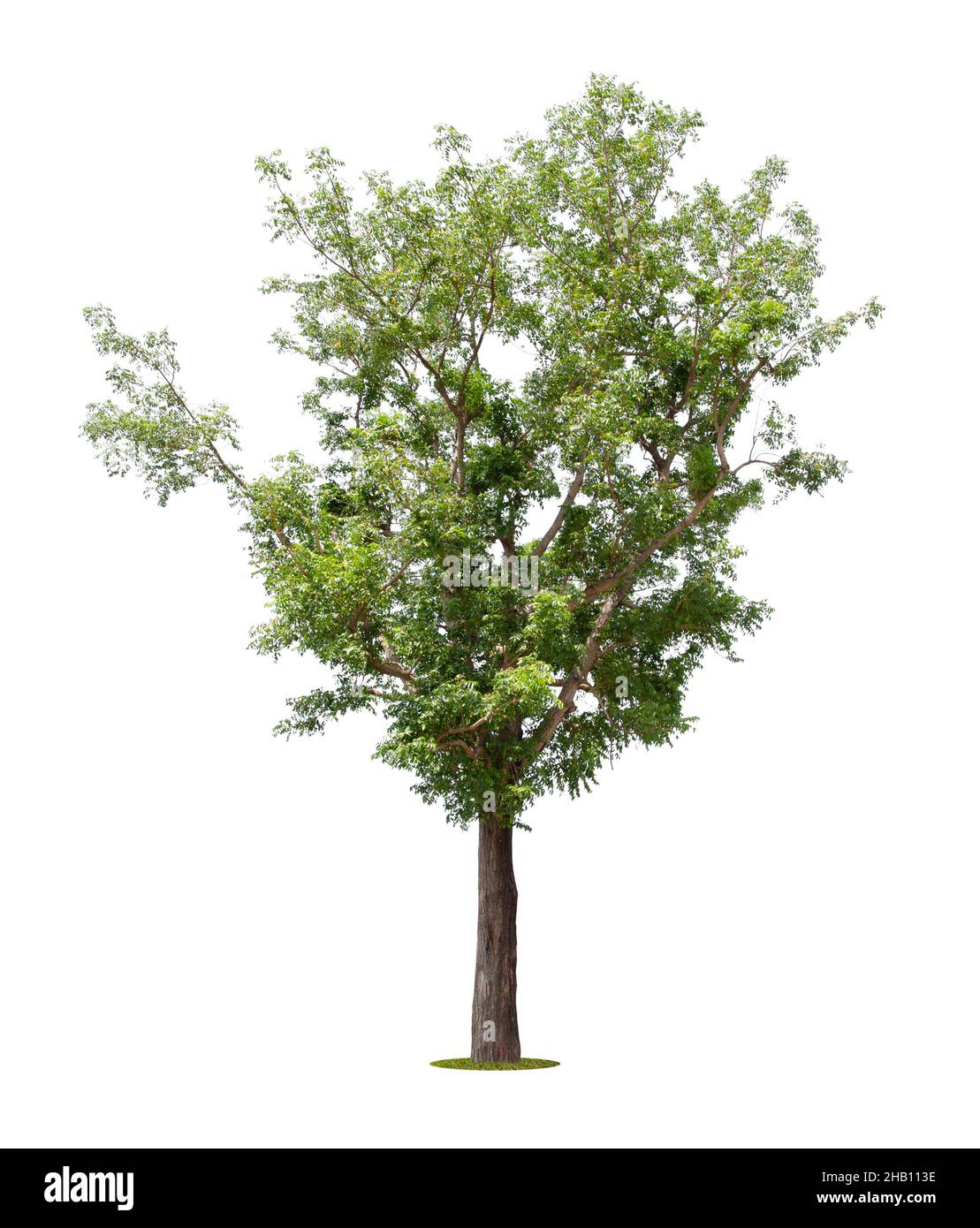 The freshness big green tree isolated on white background Stock Photo ...