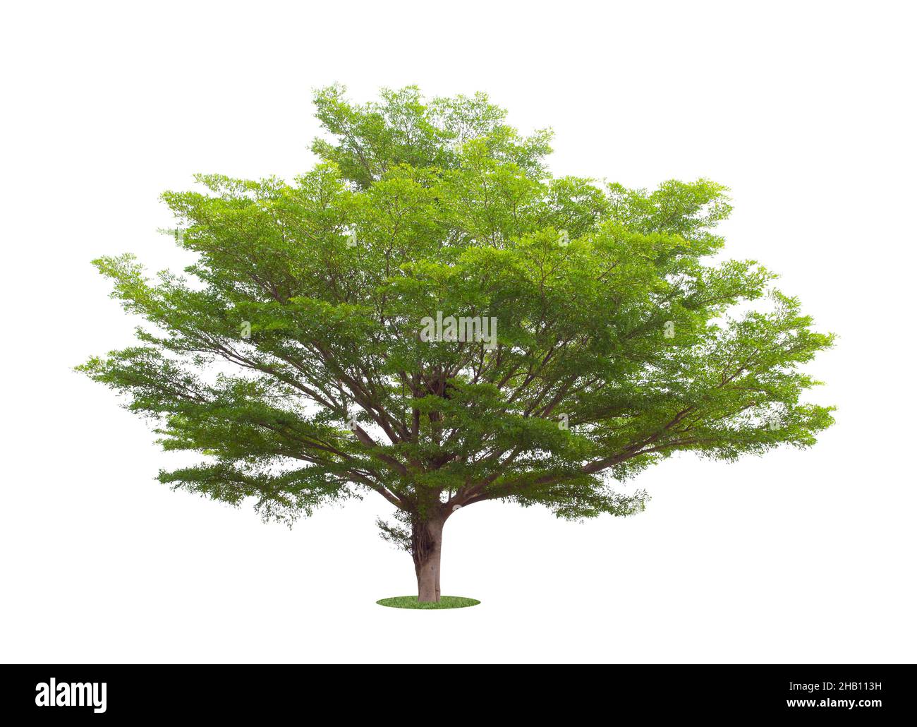 The freshness big green tree isolated on white background Stock Photo ...
