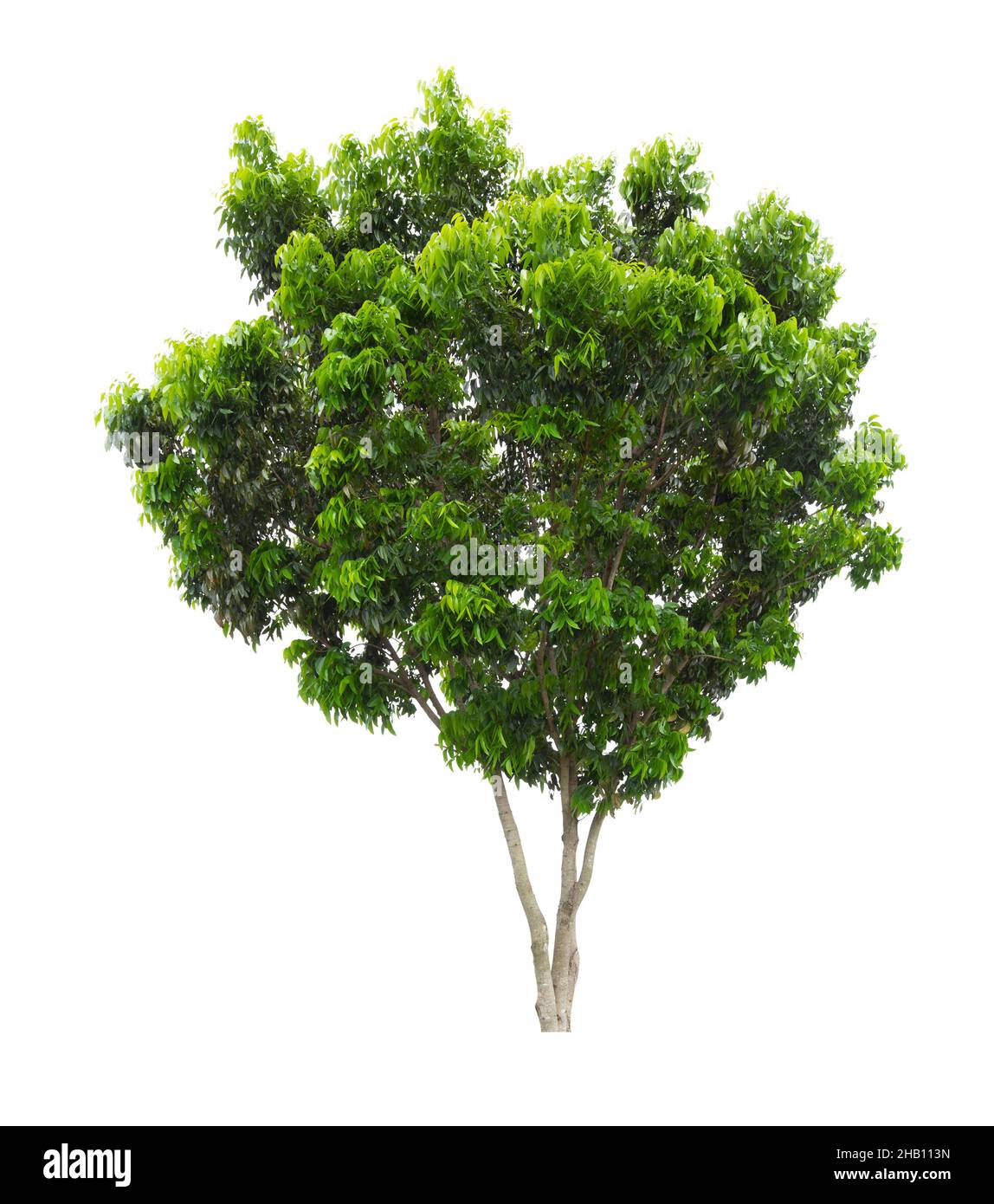 The freshness big green tree isolated on white background Stock Photo ...