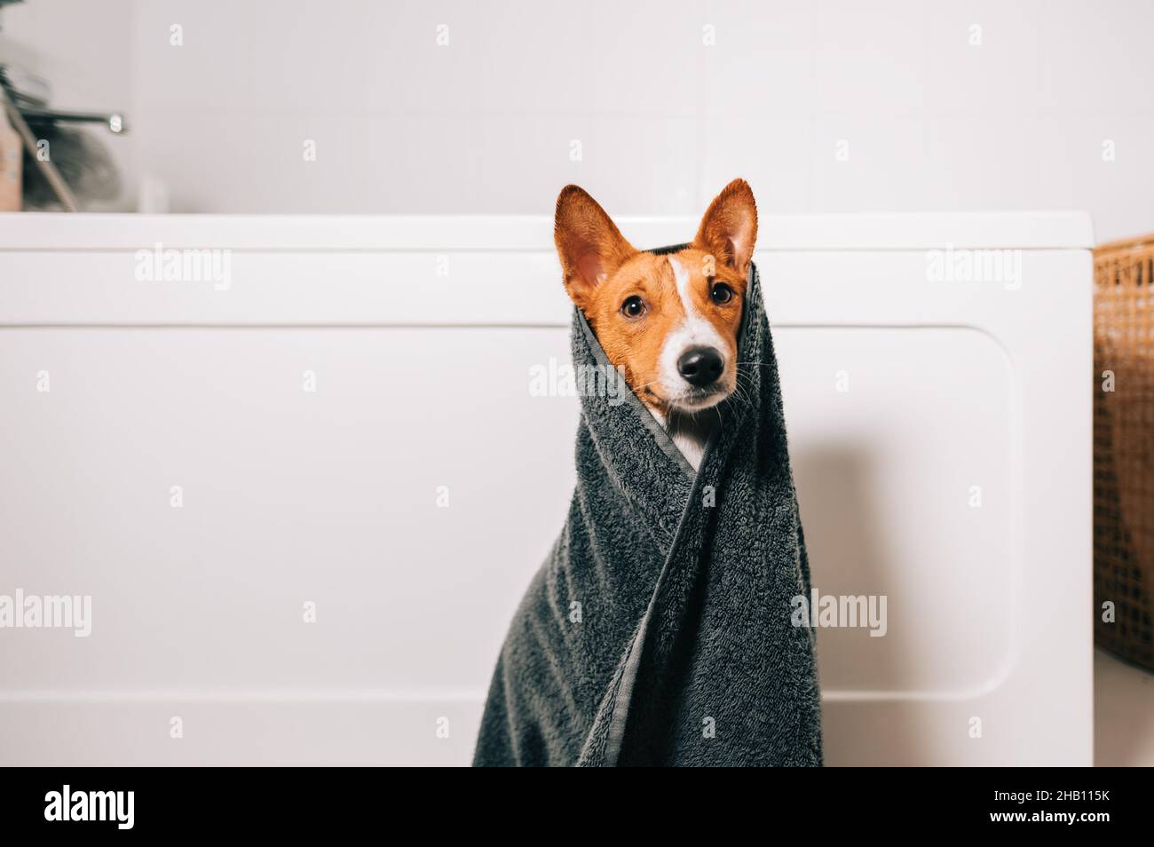 Portrait of funny basenji dog wrapped in a towel after washing in ...