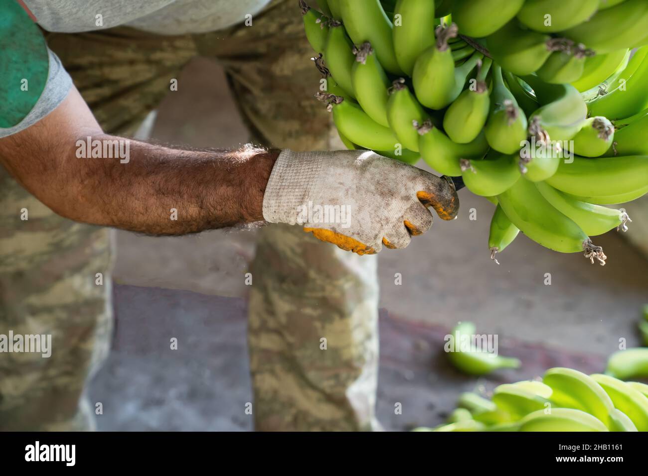 Banana industry. Man in work gloves sorts of green bananas. Preparation ...
