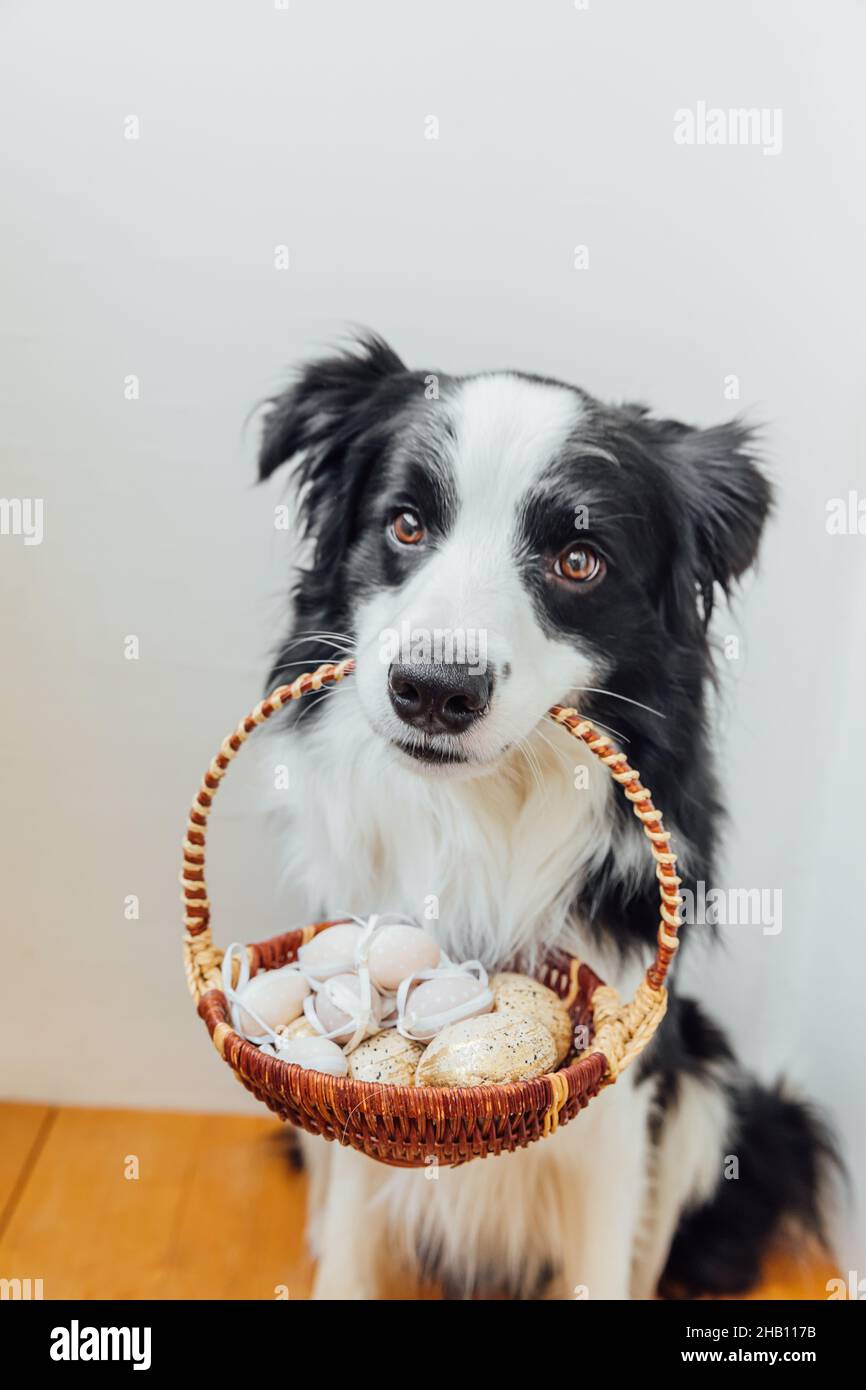 Happy Easter concept. Preparation for holiday. Cute puppy dog border ...