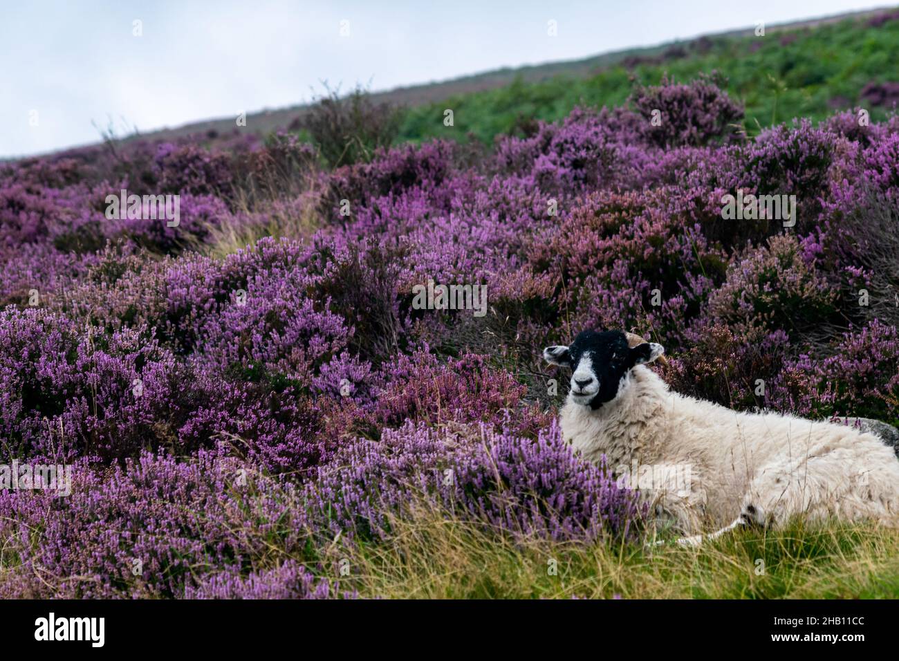 Black and white sheep sitting in heather flowers, beautiful scenery ...