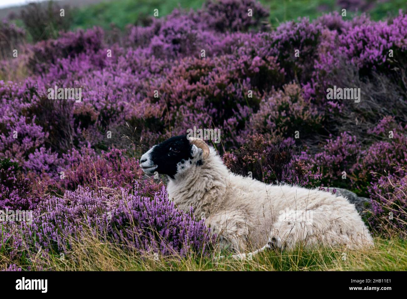 Black and white sheep sitting in heather flowers, beautiful scenery ...