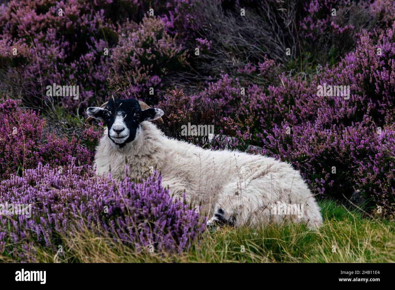 Black and white sheep sitting in heather flowers, beautiful scenery ...