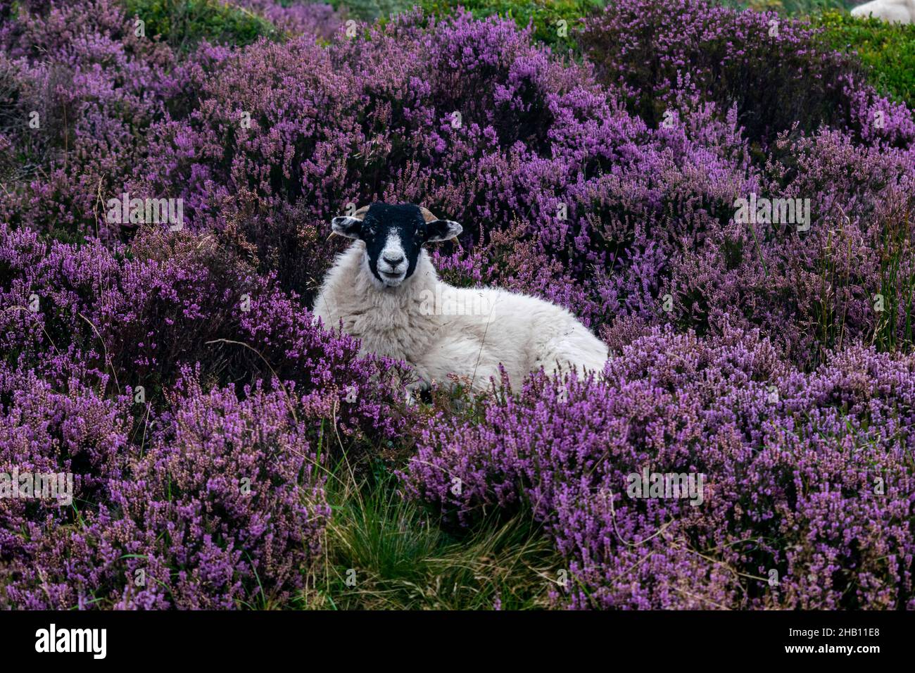 Black and white sheep sitting in heather flowers, beautiful scenery ...