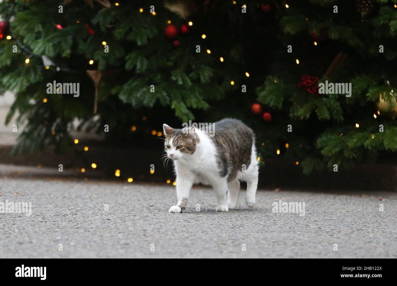 London, England, UK. 16th Dec, 2021. UK Prime Minister's office's cat ...