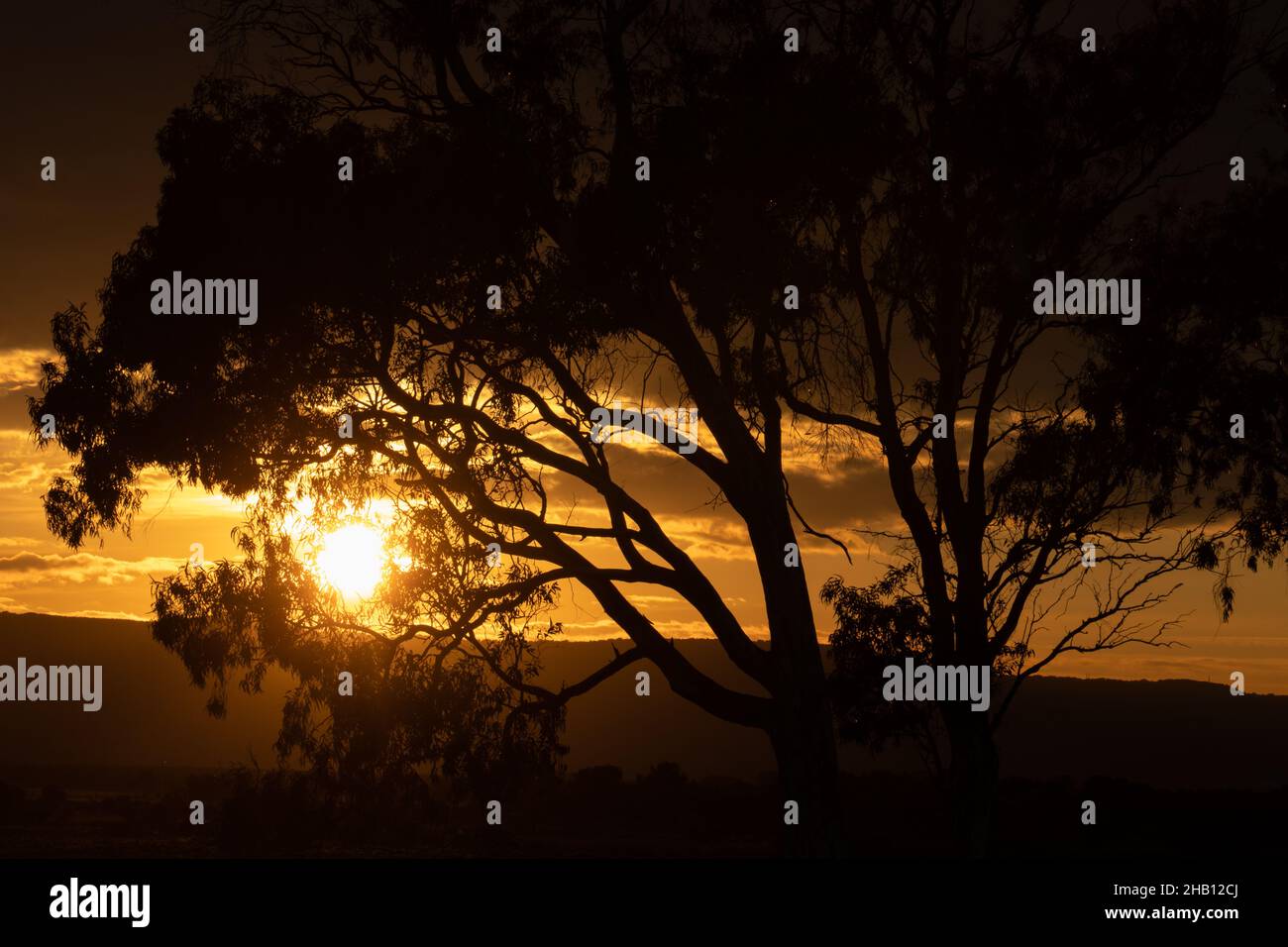Sunset backlight between trees in Puglia Stock Photo - Alamy