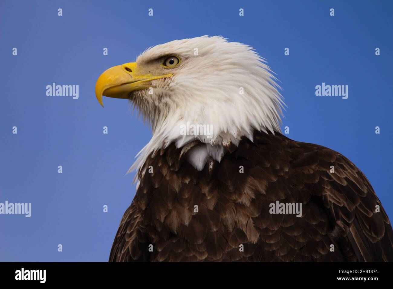 Closeup shot of a bald eagle looking curiously at its prey Stock Photo ...