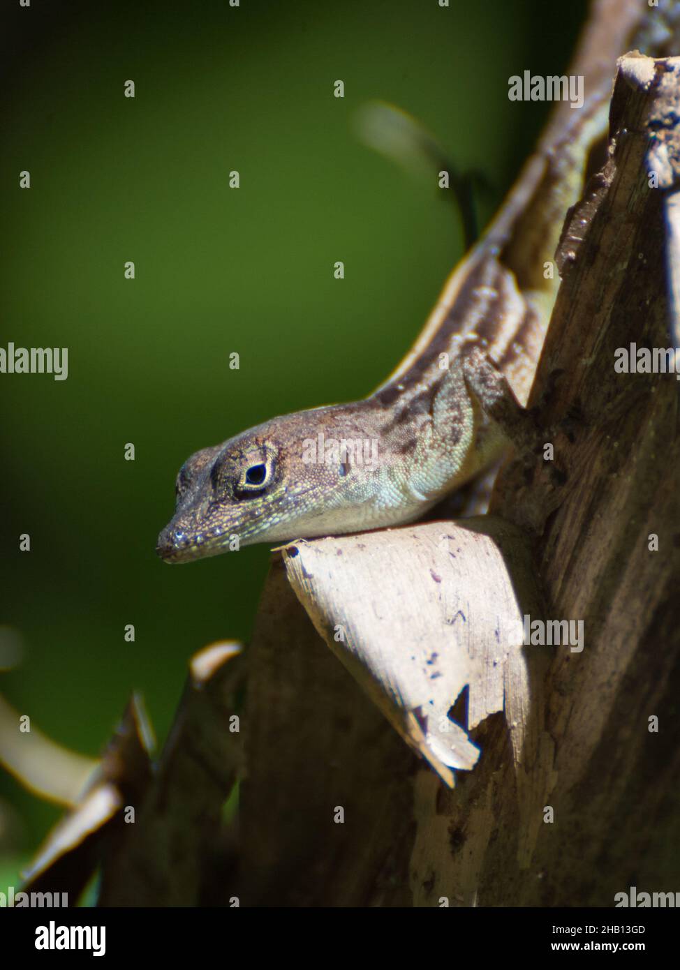 Vertical closeup of a knight anole in a forest during daylight Stock ...