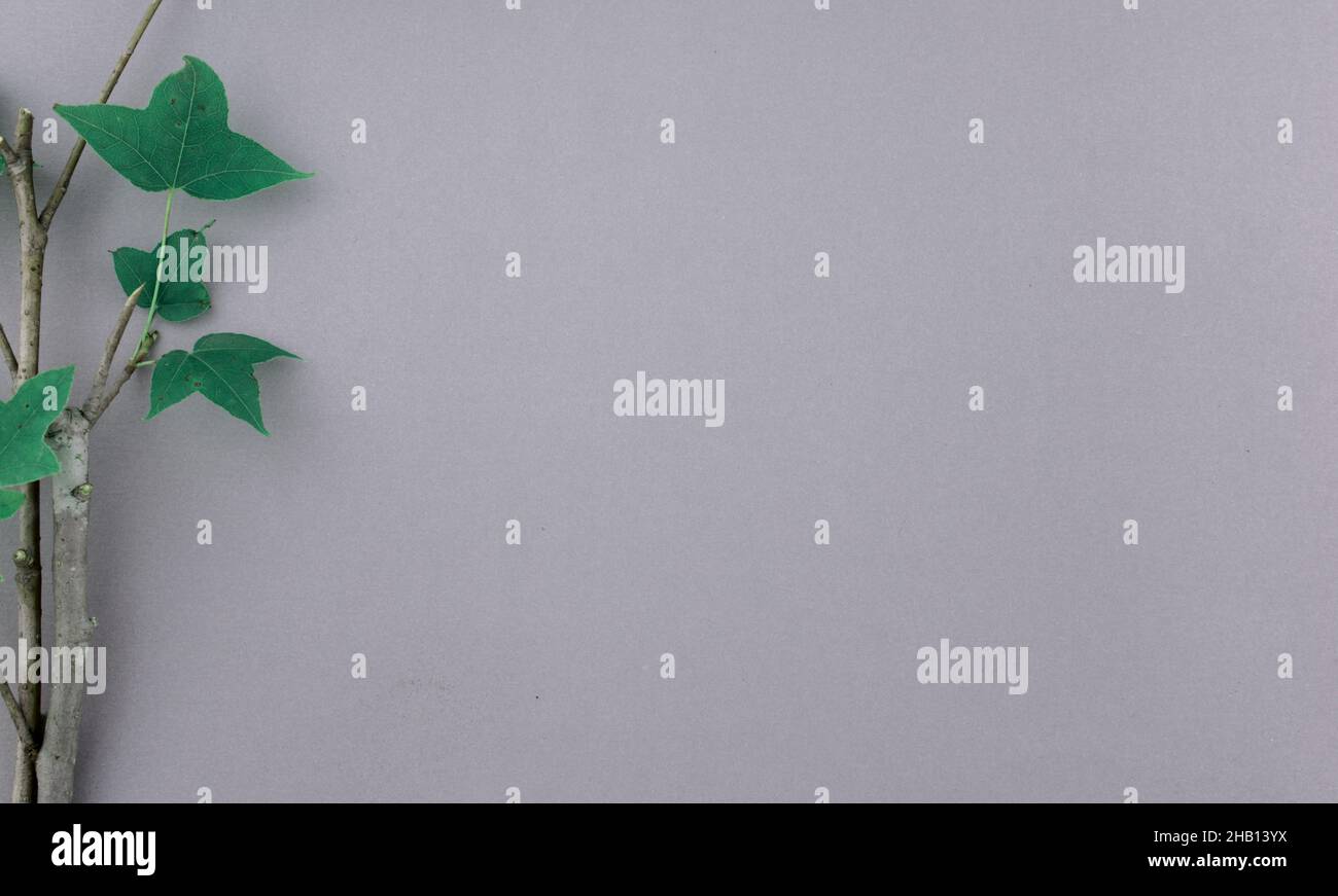 Minimalism, green plant stem flat lay on neutral grey abstract ...