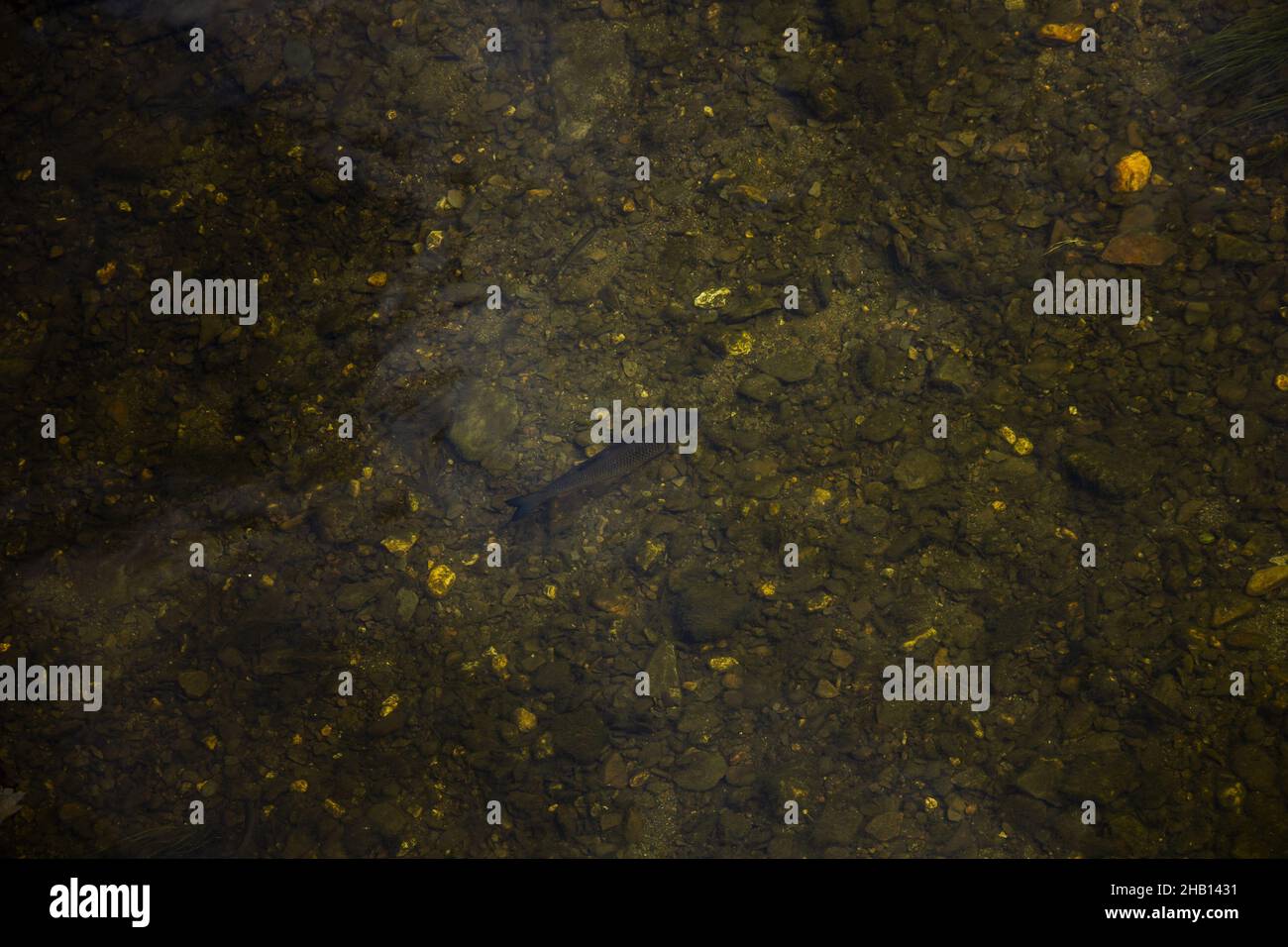Top view of a fish swimming underwater Stock Photo - Alamy
