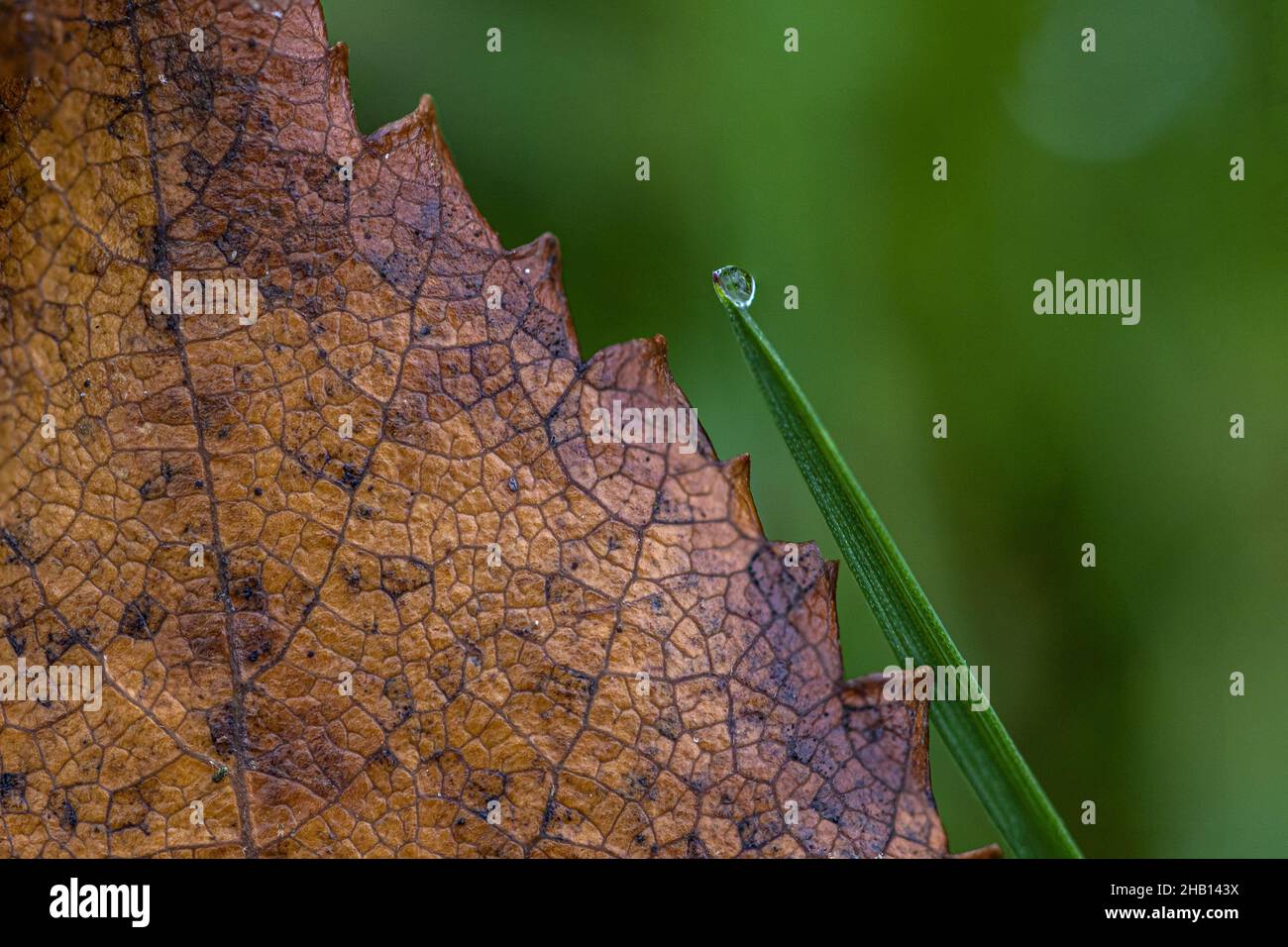 Stipules hi-res stock photography and images - Alamy