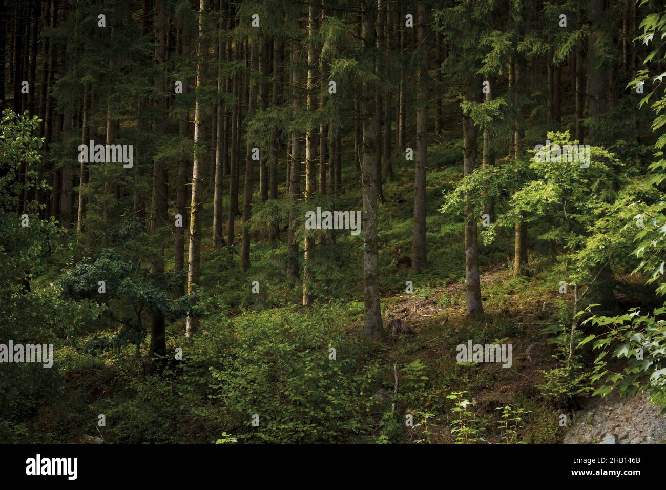 Landscape view of awonderful nature. Ardennes, Belgium Stock Photo - Alamy