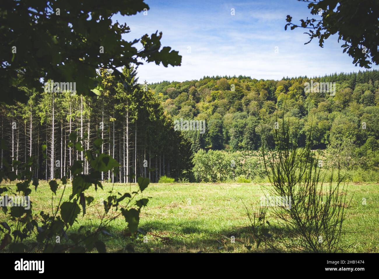 Landscape view of a wonderful green area. Ardennes, Belgium Stock Photo ...