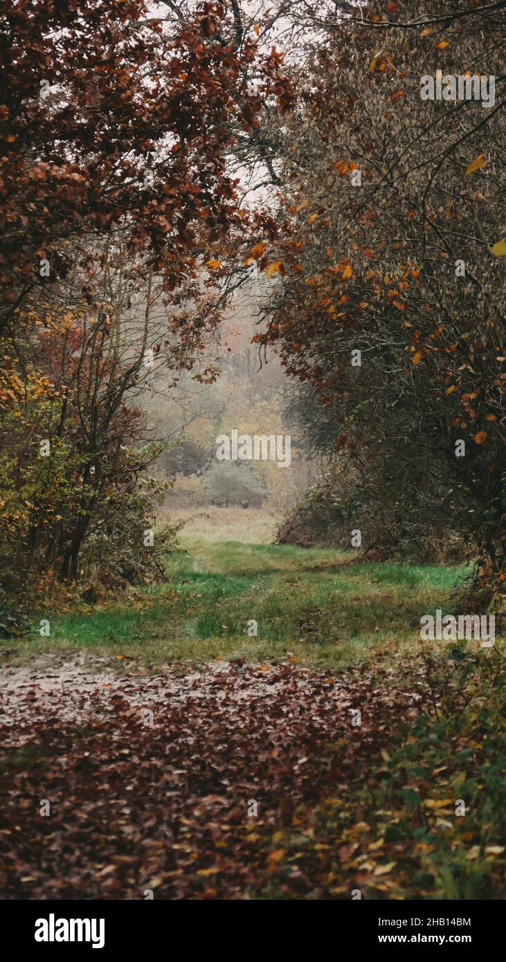 Grassy path covered with autumn leaves going between the trees on a ...