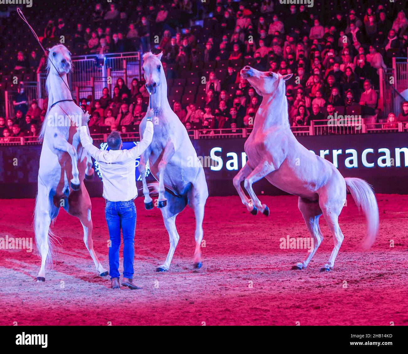 Spanish trainer and arabian horses hi-res stock photography and images ...