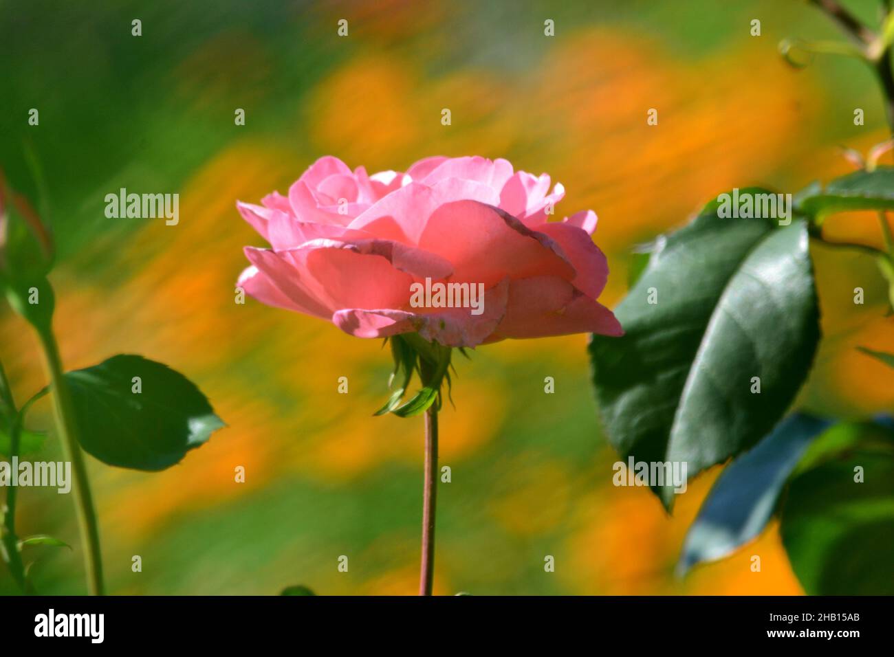 Pink Hungarian rose in the blurred colorful background Stock Photo - Alamy