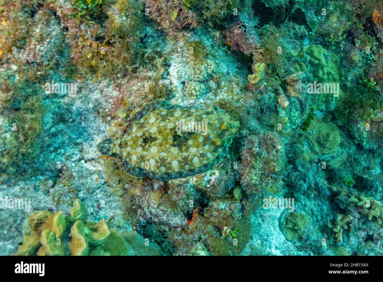 Peacock flounder caribbean hi-res stock photography and images - Alamy