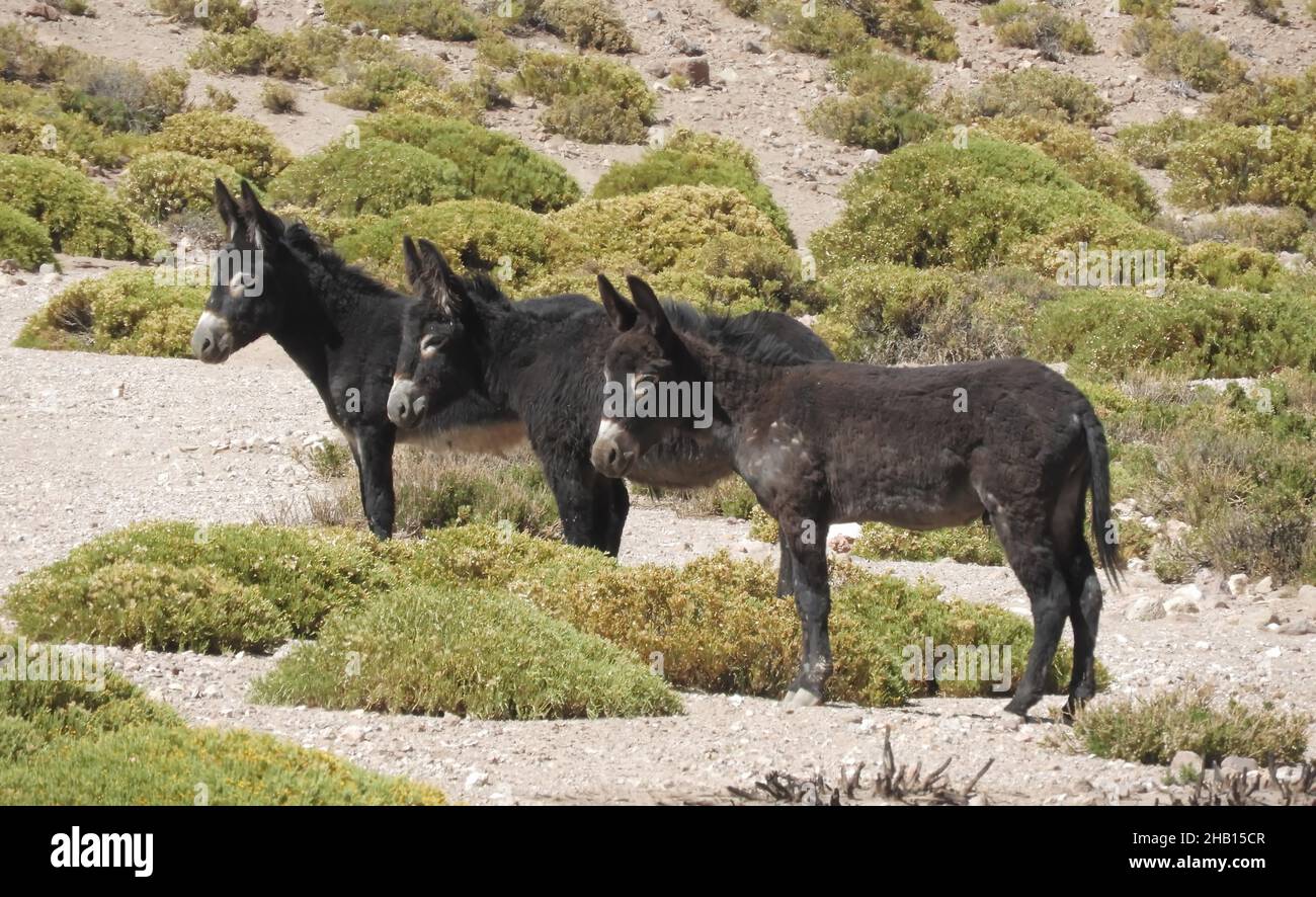 Black donkeys standing next to each other in the field Stock Photo - Alamy
