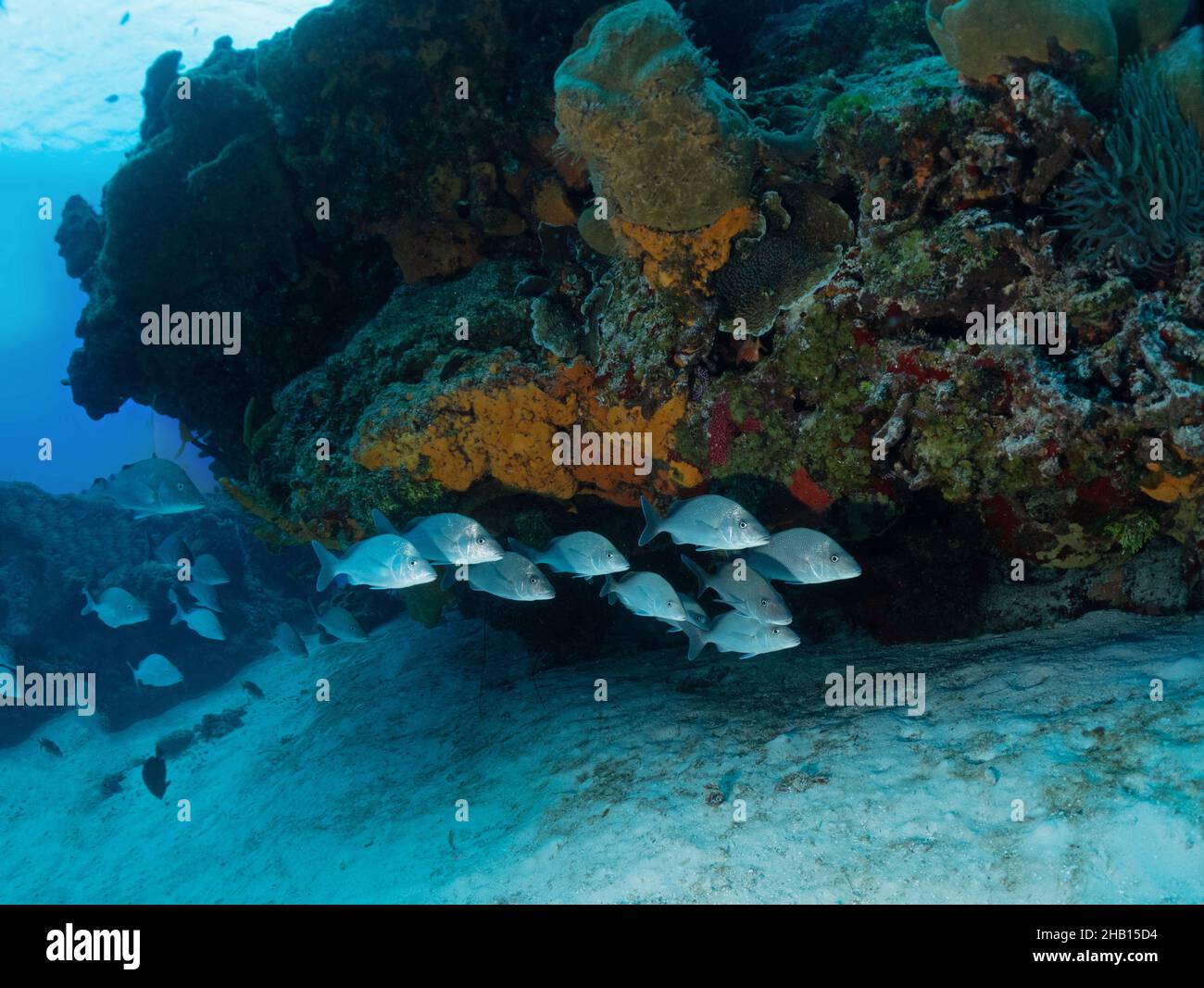 White Margate, Cozumel Reef Scene Stock Photo - Alamy