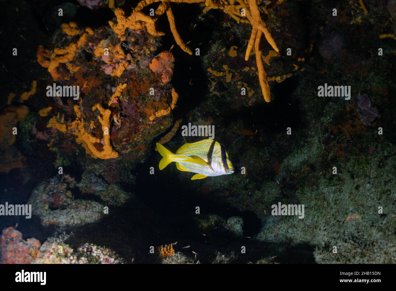 Porkfish, Reef Scene Stock Photo - Alamy