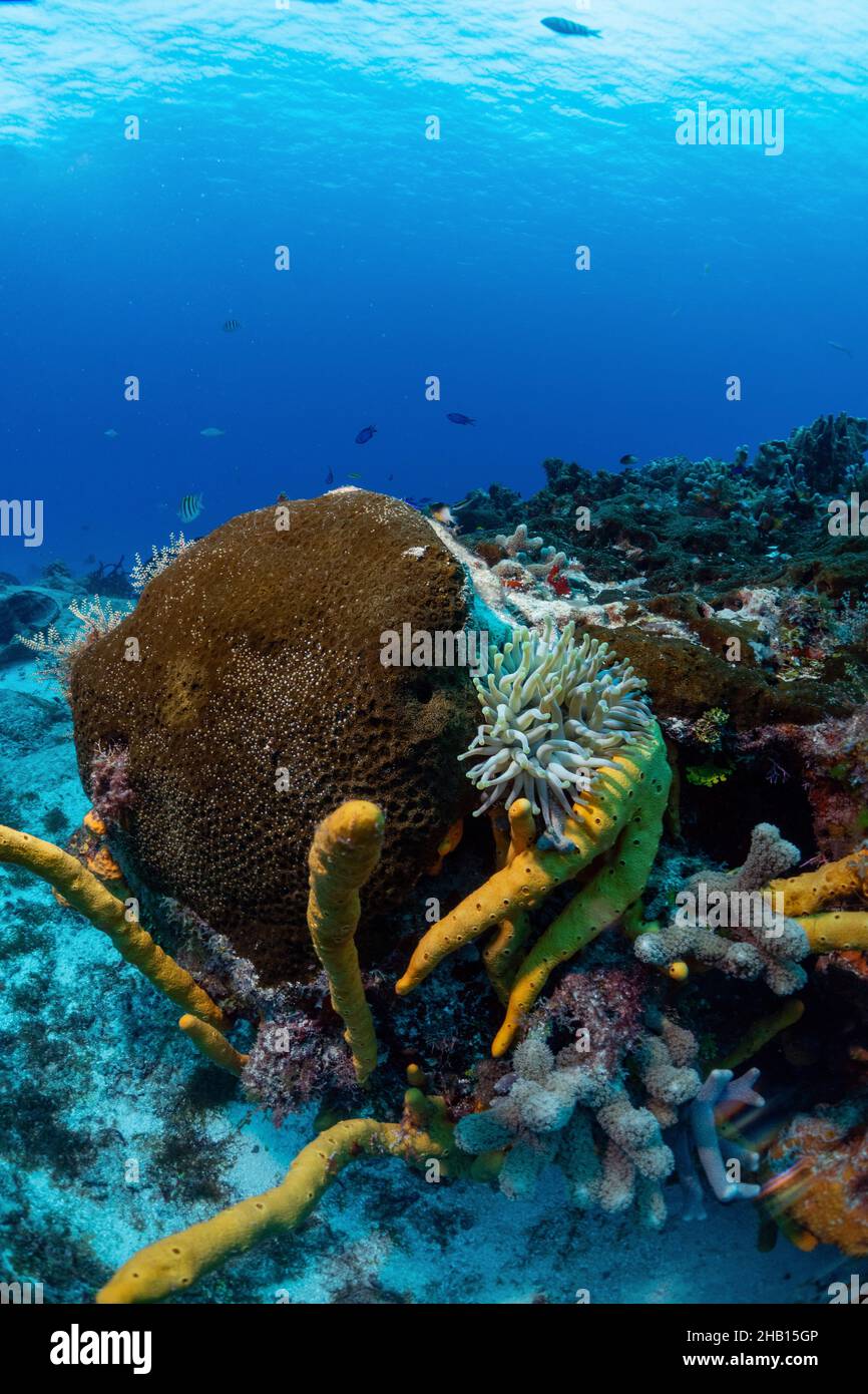 Beautiful Sponge on Reef Stock Photo - Alamy