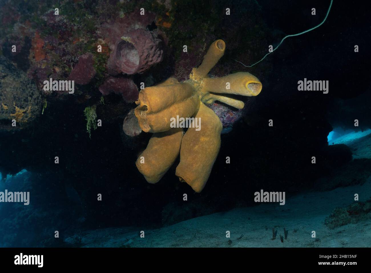 Beautiful Sponge on Reef Stock Photo - Alamy